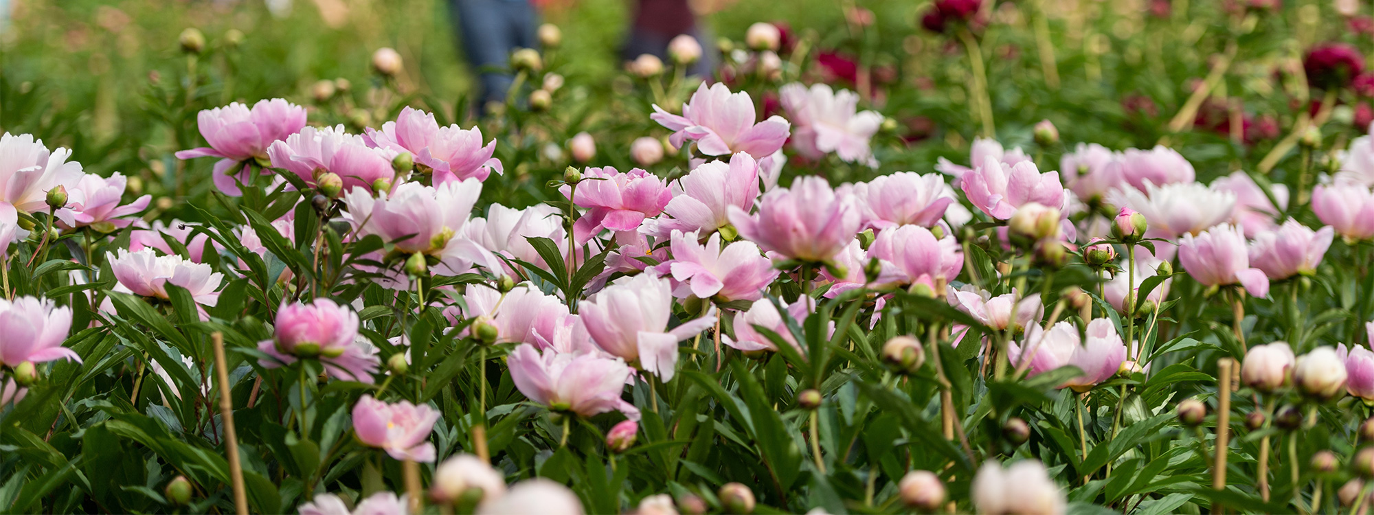 U-M Peony Garden named after W. E. Upjohn 100 years after his original ...